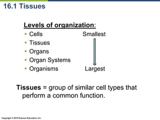 ACS-1 - Tissue Level of Organization.ppt