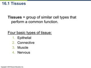 ACS-1 - Tissue Level of Organization.ppt