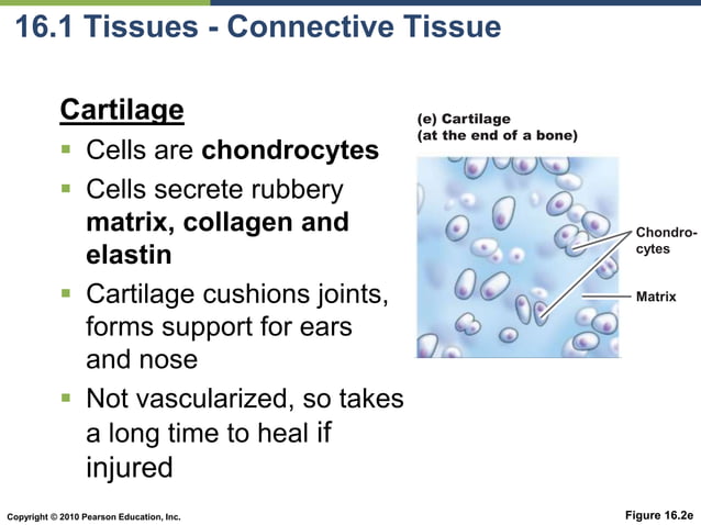 ACS-1 - Tissue Level of Organization.ppt