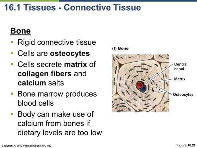 ACS-1 - Tissue Level of Organization.ppt