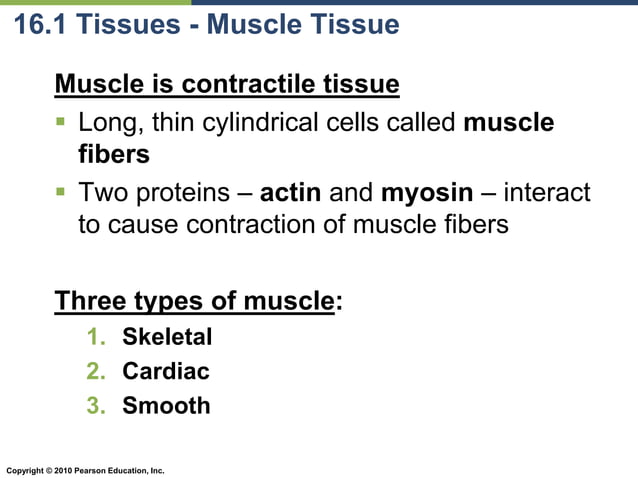 ACS-1 - Tissue Level of Organization.ppt