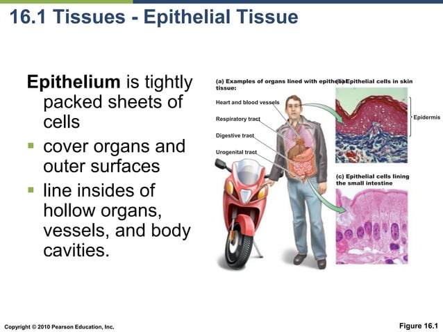 ACS-1 - Tissue Level of Organization.ppt