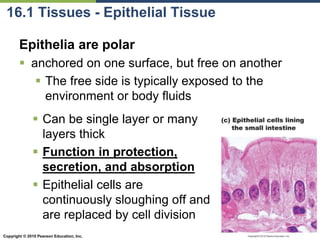ACS-1 - Tissue Level of Organization.ppt