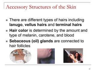 ACS-2. Integumentary System.pptTTTTTTTTT | PPT