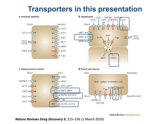 Applying Computational Models For Transporters To Predict Toxicity