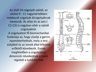 A csigolyák.pdf