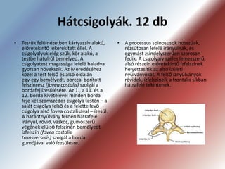 A csigolyák.pdf