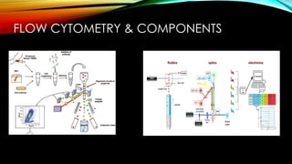 Imaging Flow Cytometry | PDF