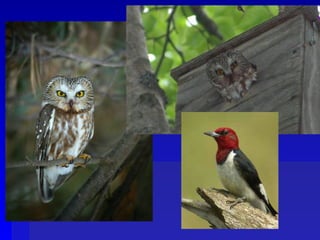 ACSP Certification | PPT