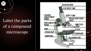 Basic Tools in Microbiology (Microscopy) | PPT