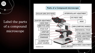 Basic Tools in Microbiology (Microscopy) | PPT