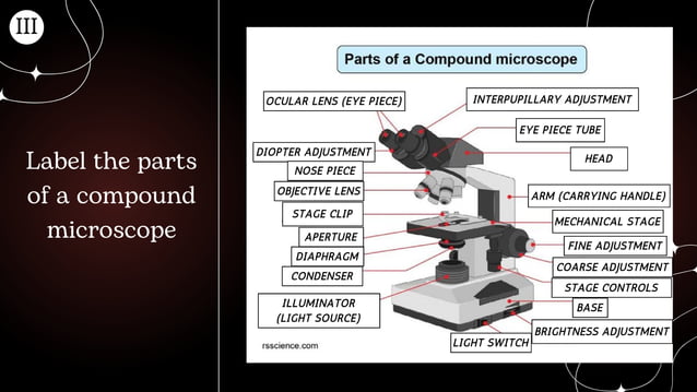 Basic Tools in Microbiology (Microscopy) | PPT