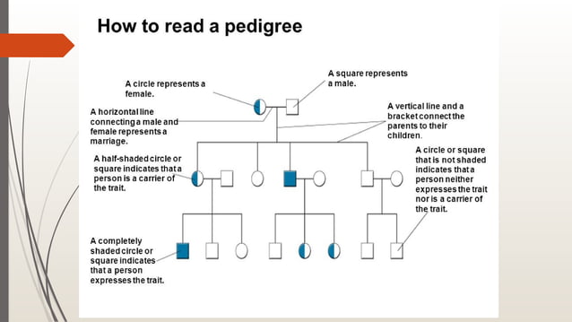 Activity 1 Pedigree Analysis Exercises.pptx
