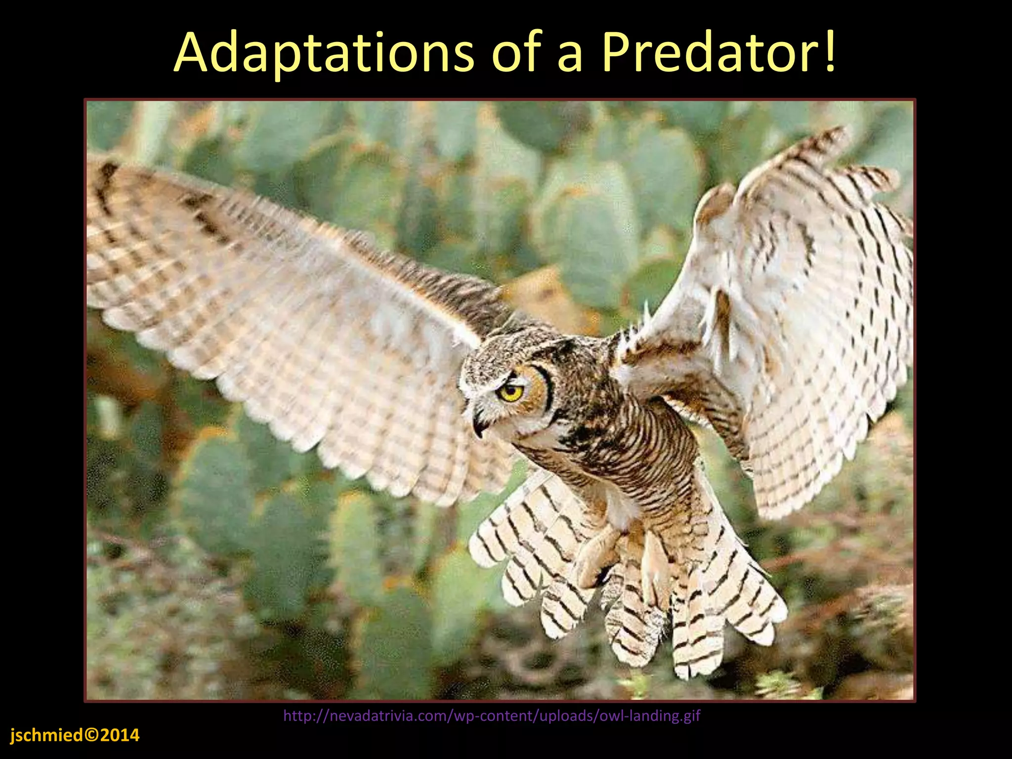 Owl adaptations & Food Webs present | PPTX