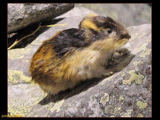 Owl adaptations & Food Webs present | PPTX