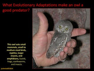 Owl adaptations & Food Webs present | PPTX | Genetics | Science
