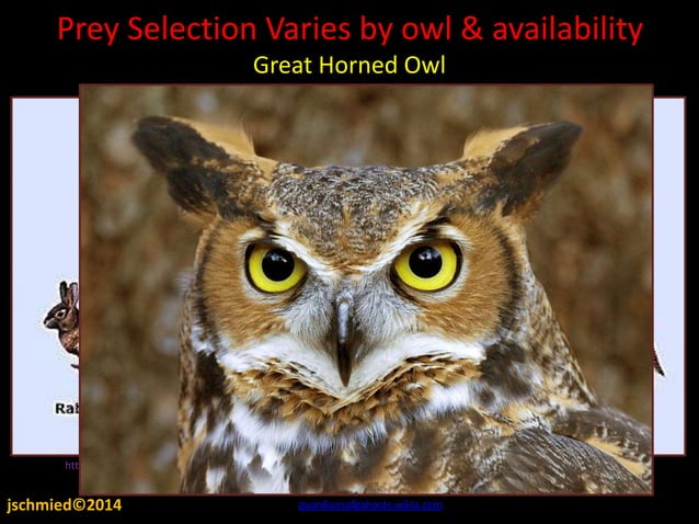 Owl adaptations & Food Webs present | PPTX | Genetics | Science