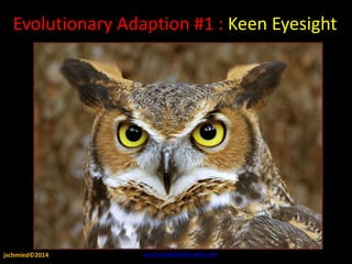 Owl adaptations & Food Webs present | PPTX