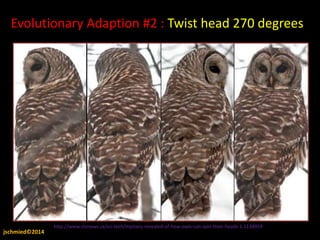 Owl adaptations & Food Webs present | PPTX | Genetics | Science