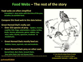 Burrowing Owls Food Chain