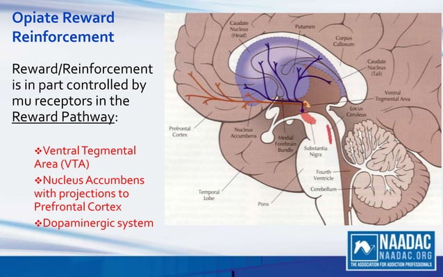 ACT and EMDR for Chronic Pain - FINAL .pptx