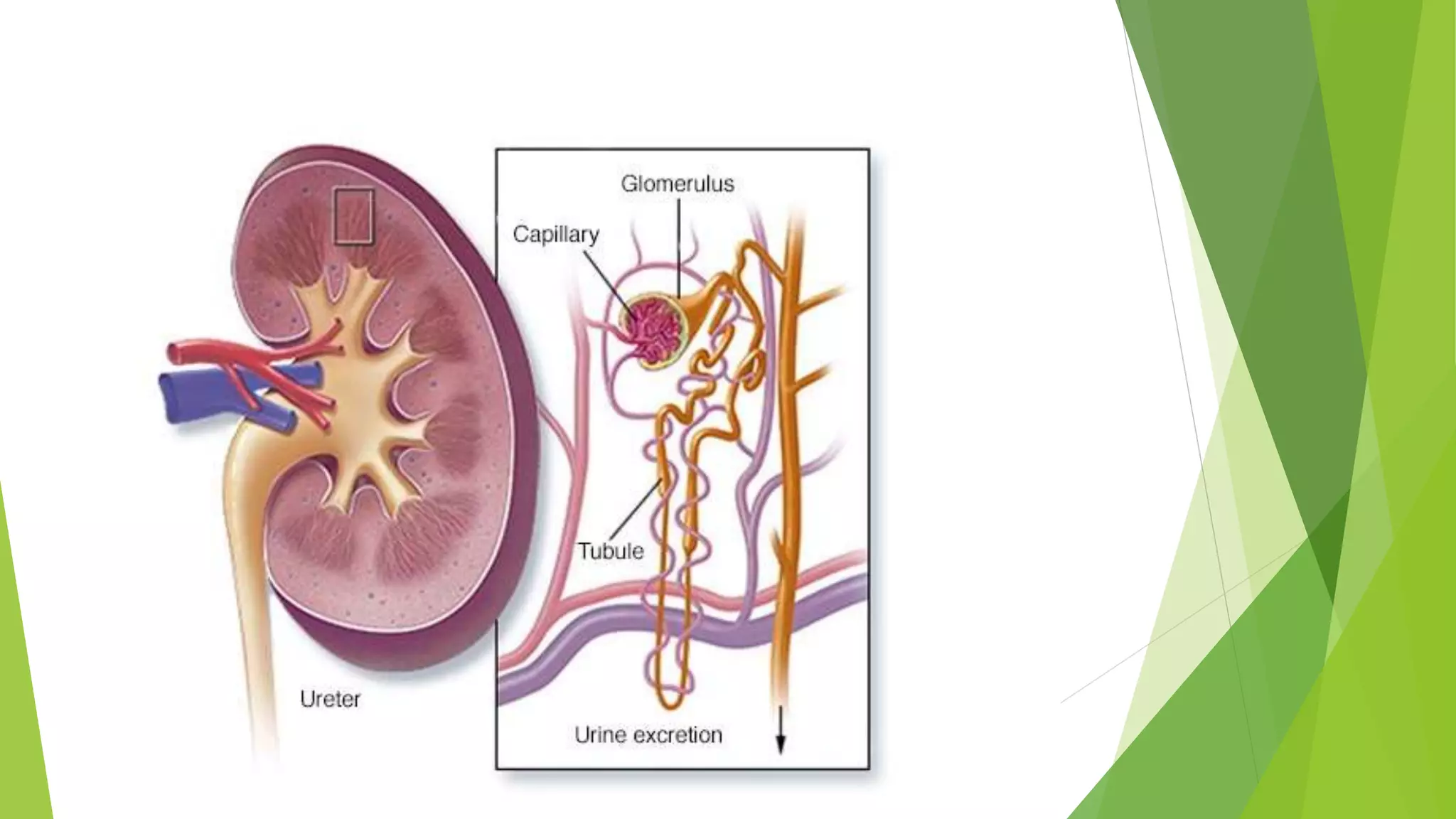 Acute renal failure | PPTX