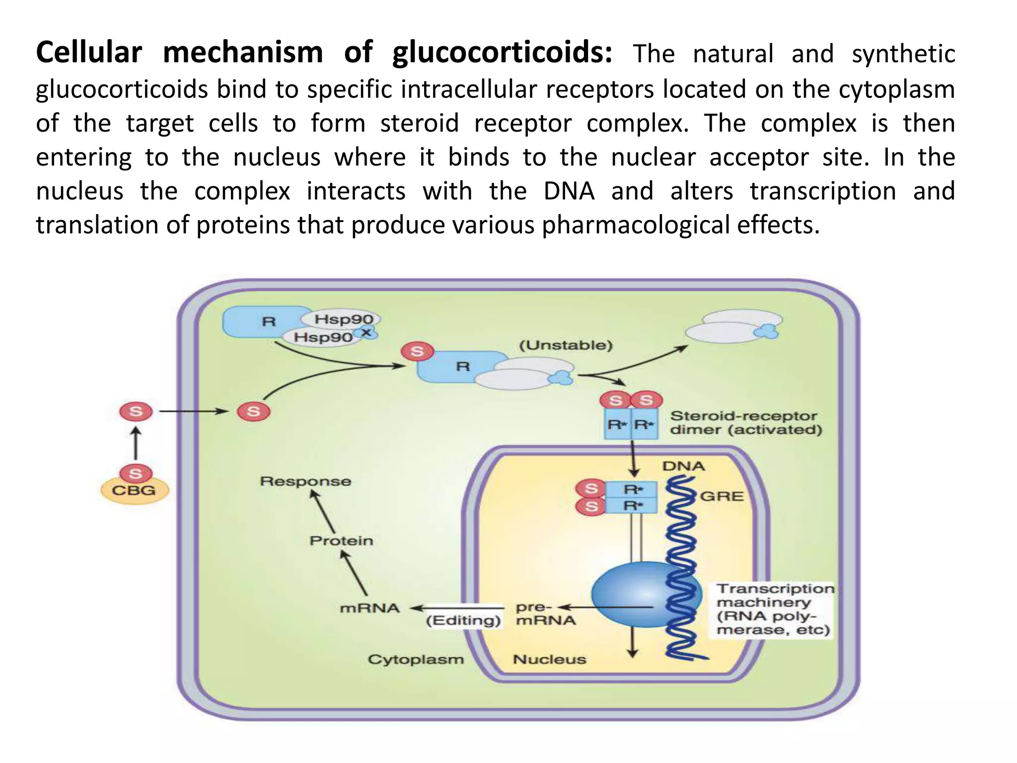 ACTH and Corticosteroids.ppt