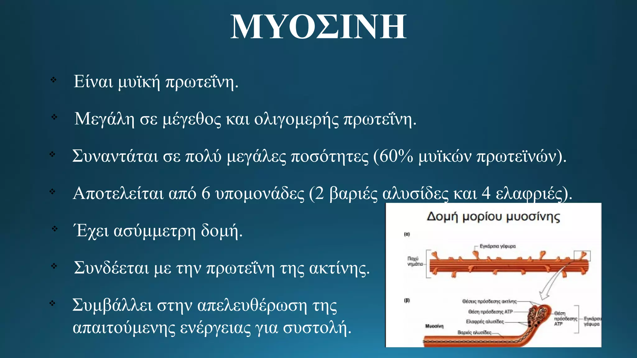 Ακτίνη και Μυοσίνη | PDF