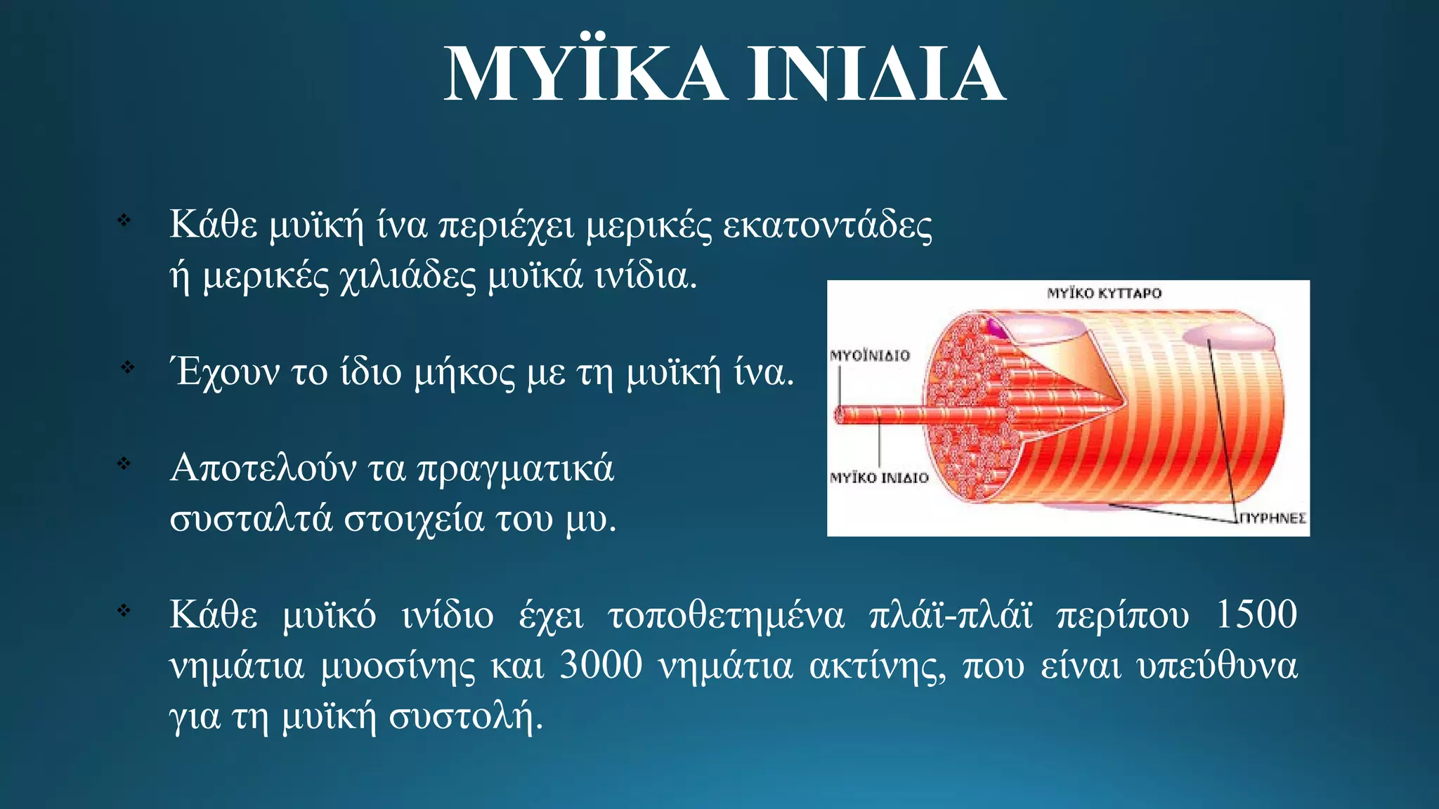 Ακτίνη και Μυοσίνη | PDF