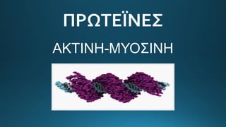 Ακτίνη και Μυοσίνη | PDF