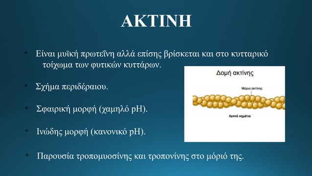 Ακτίνη και Μυοσίνη | PDF