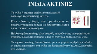 Ακτίνη και Μυοσίνη | PDF