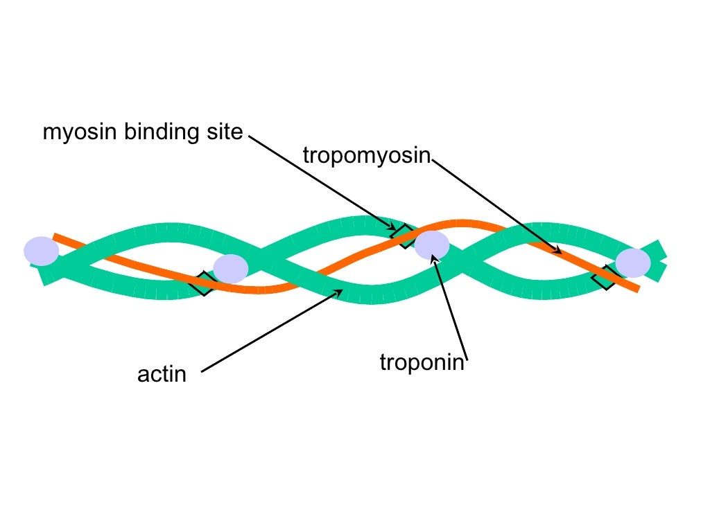 Actin and myosin