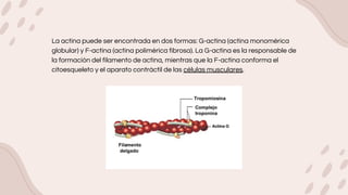 actina y miosina.pdf