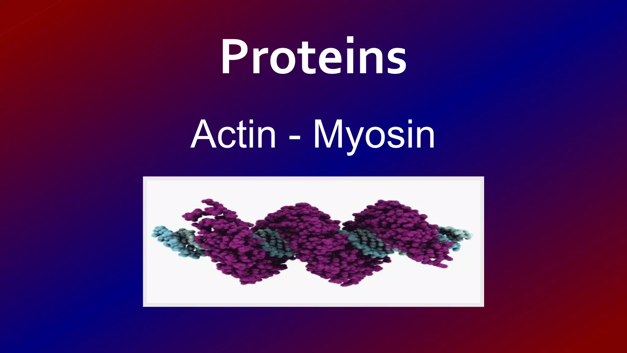 Actin & Myosin | ODP