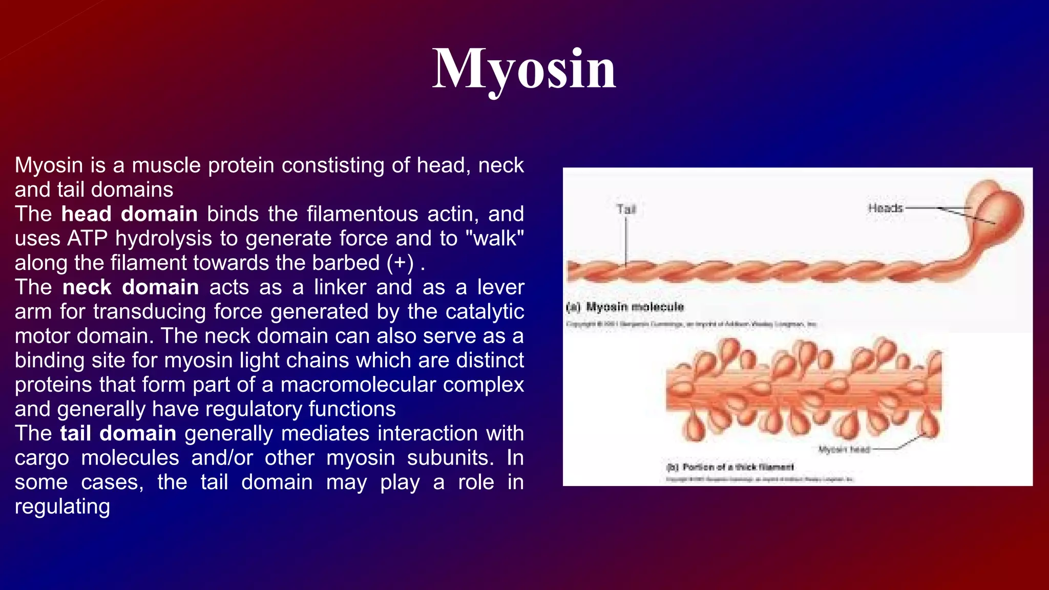 Actin & Myosin | ODP