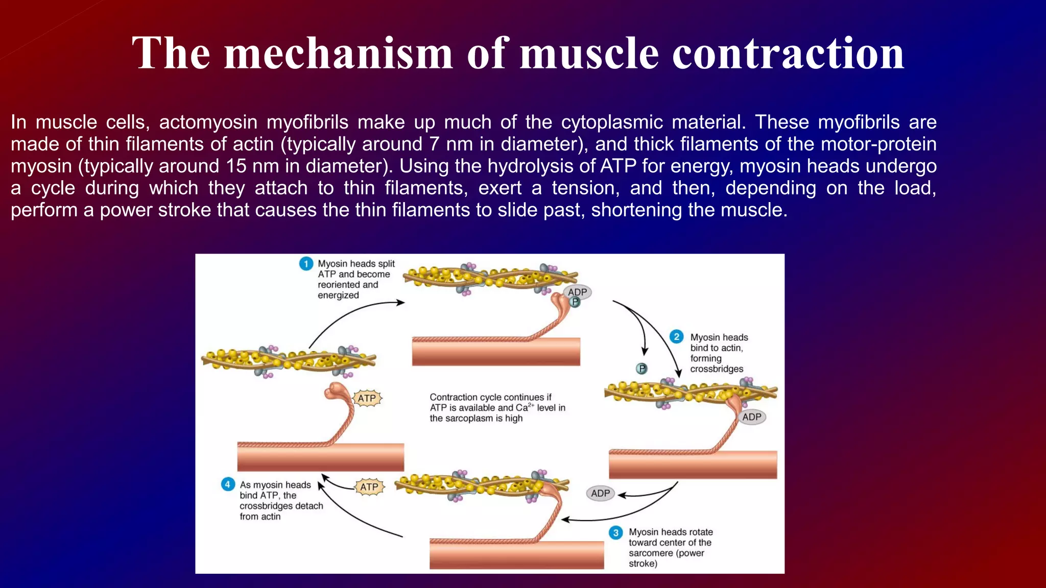 Actin & Myosin | ODP