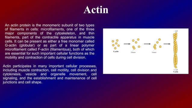 Actin & Myosin | ODP | Bodybuilding | Sports