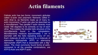 Actin & Myosin | ODP
