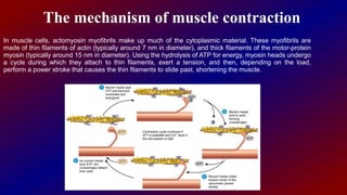 Actin & Myosin | ODP