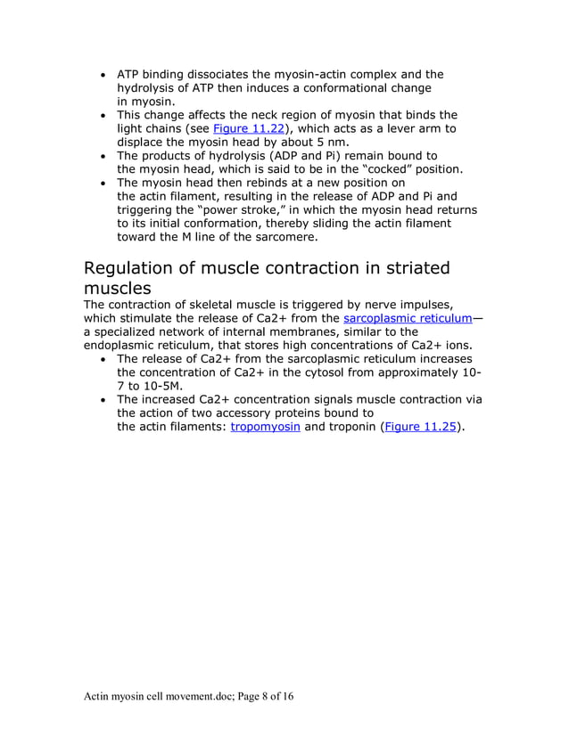 Actin, Myosin, and Cell Movement | PDF