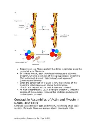 Actin And Myosin Protein Structure