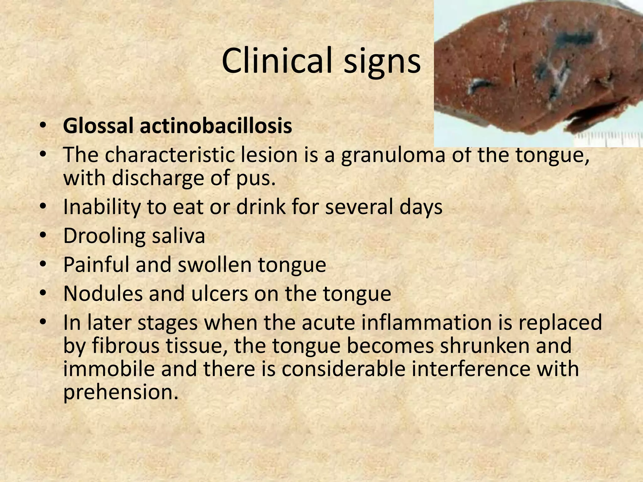 Actinobacillosis | PPTX