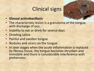 Actinobacillosis | PPTX
