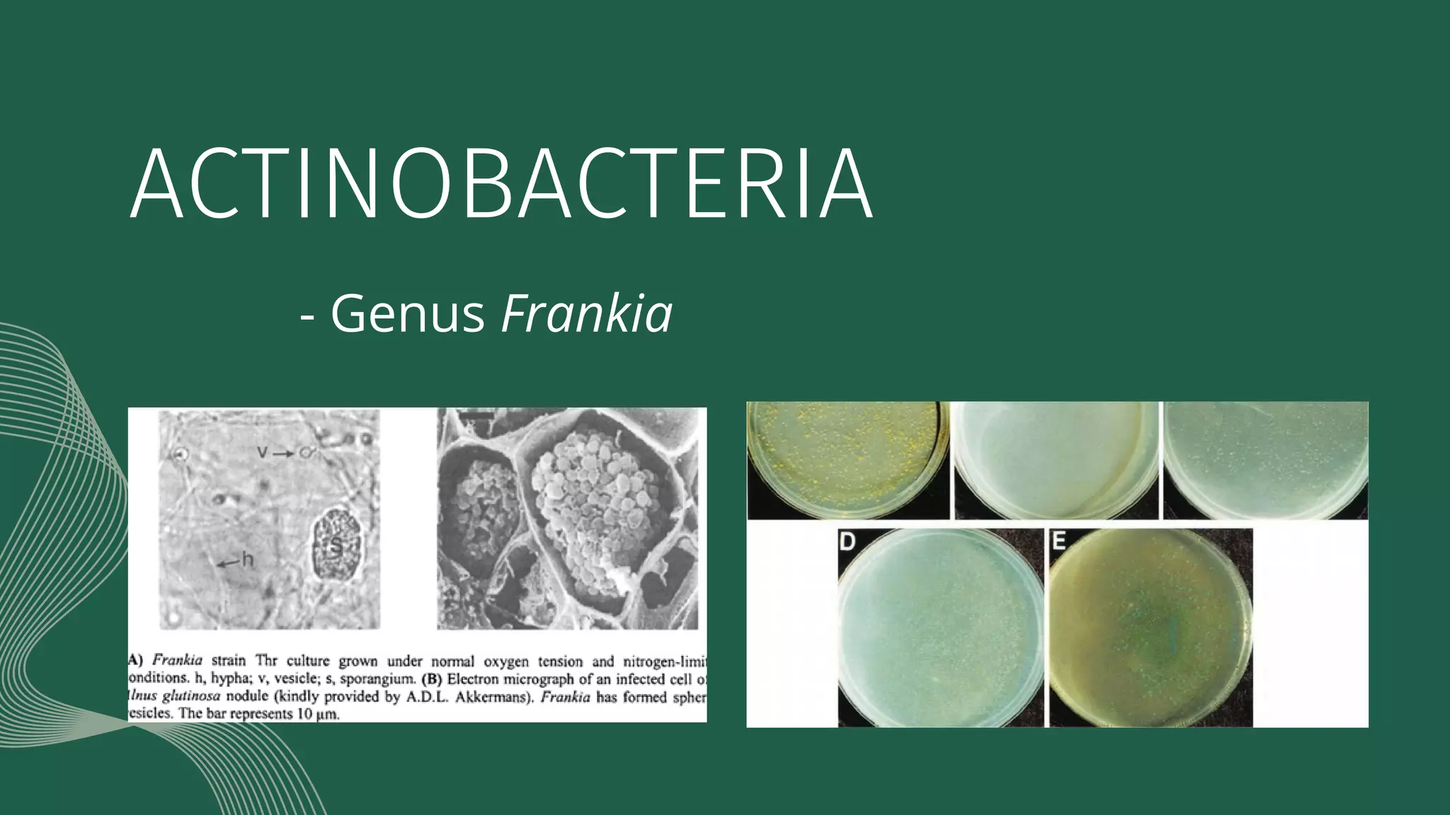 ACTINOBACTERIA-GRP1112.pdf
