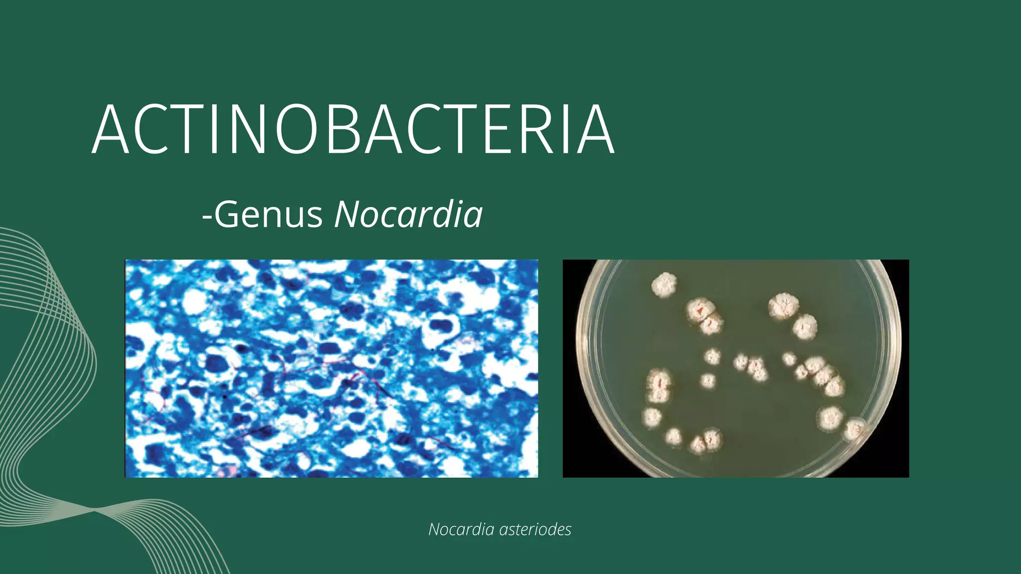 ACTINOBACTERIA-GRP1112.pdf