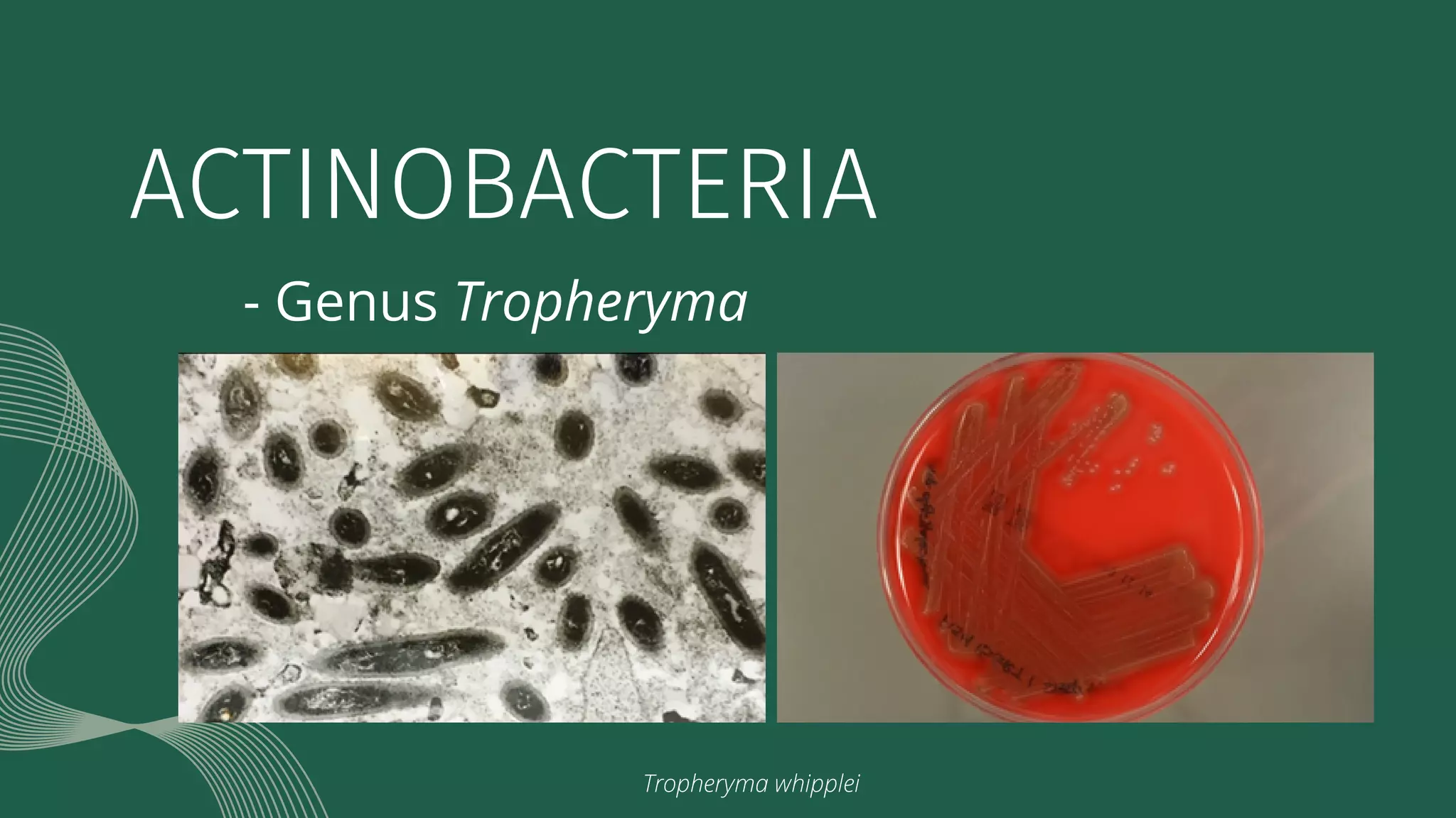 ACTINOBACTERIA-GRP1112.pdf