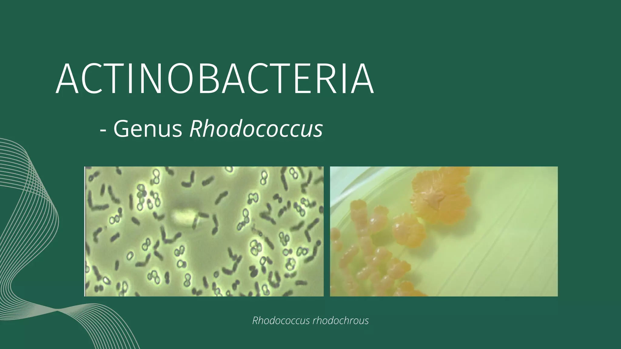 ACTINOBACTERIA-GRP1112.pdf