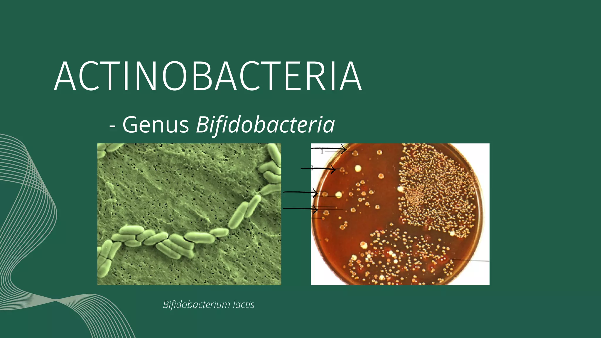 ACTINOBACTERIA-GRP1112.pdf