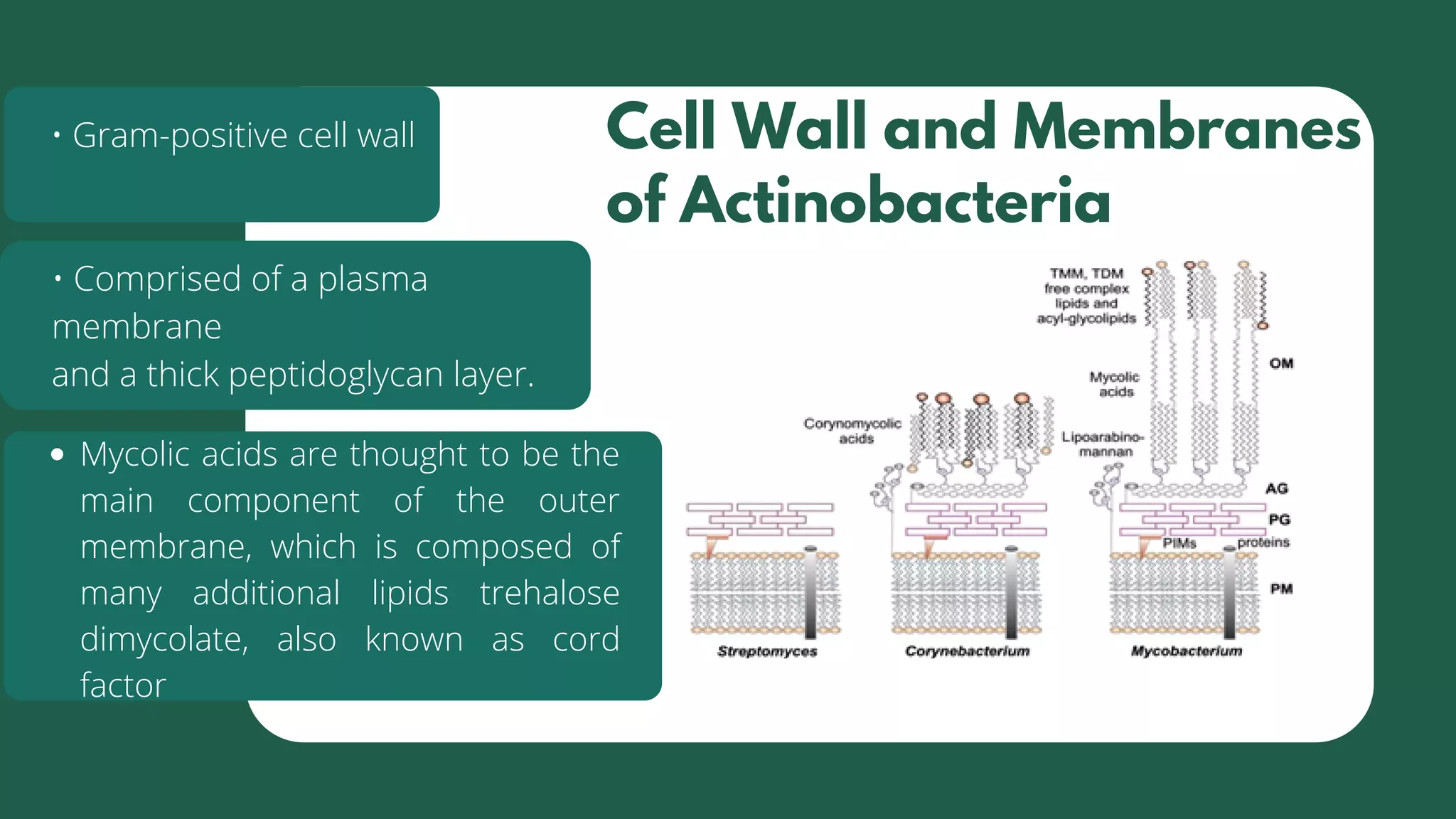 ACTINOBACTERIA-GRP1112.pdf